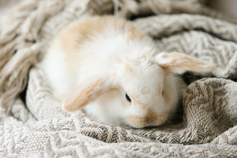 Rabbit Health Plans | Vetsure Pet Health Plan